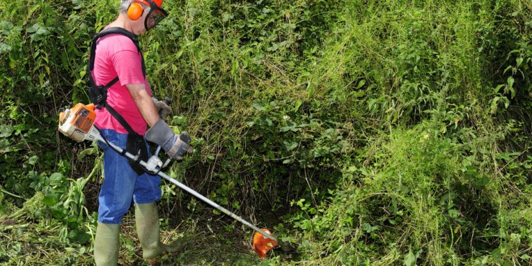 The Best Ways To Clear Brush Vines and Undergrowth - GFL Outdoors