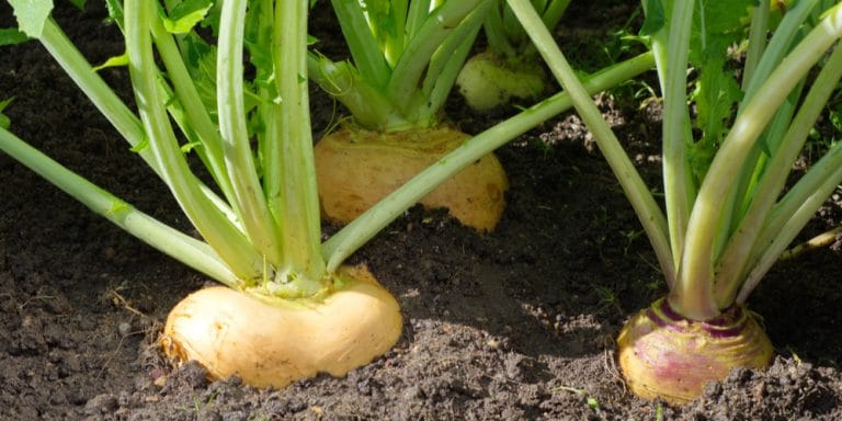 When to Plant Turnips for Deer: A Growers Guide - GFL Outdoors