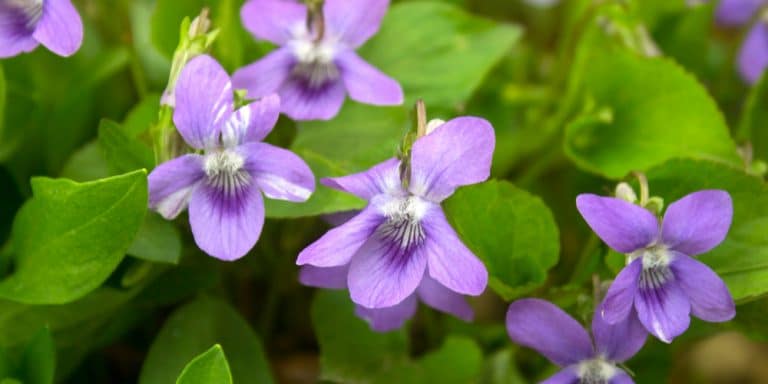 Purple Weeds in Michigan: Weed Identification Guide - GFL Outdoors