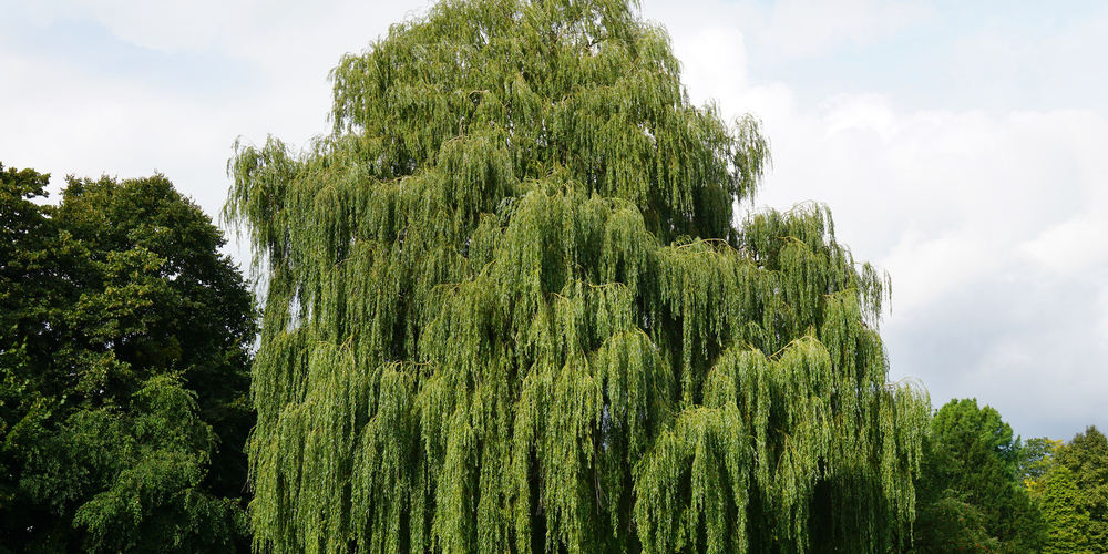 Willow Hybrid Trees Pros and Cons - GFL Outdoors Willow Hybrid Trees Pros and Cons - GFL Outdoors
