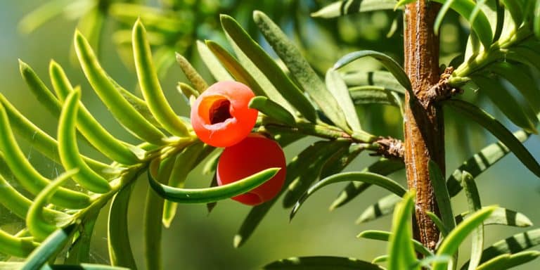 Shade Plants Colorado: What to Grow in a Shaded Area – GFL Outdoors