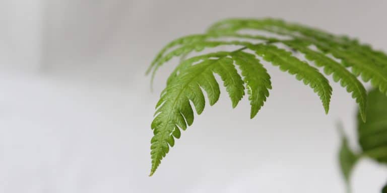 Can You Split Ferns?: How to Propagate Ferns - GFL Outdoors