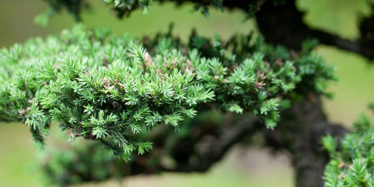 Evergreen Trees Zone 9: The Essential Guide - GFL Outdoors