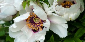 How to Grow Peonies in Zone 9 That Will Thrive - GFL Outdoors