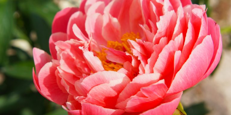 How to Grow Peonies in Zone 9 That Will Thrive - GFL Outdoors