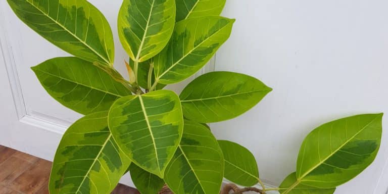 Ficus Altissima Care: Everything You Need To Know – GFL Outdoors