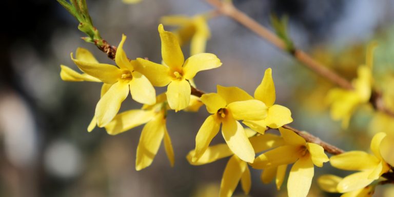 Yellow Flowering Bush Identification Guide - GFL Outdoors