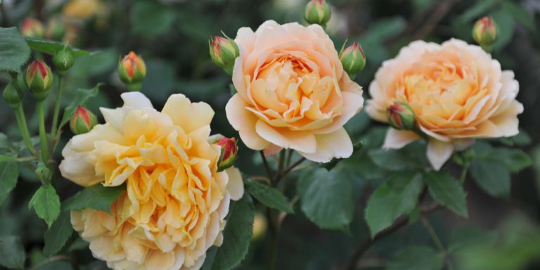 Roses for Zones 7 and 7 B: Planting Tips and Types of Roses to Grow