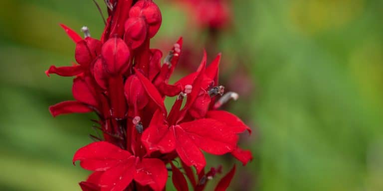 Lobelia Vulcan Red Care: Everything You Need to Know - GFL Outdoors