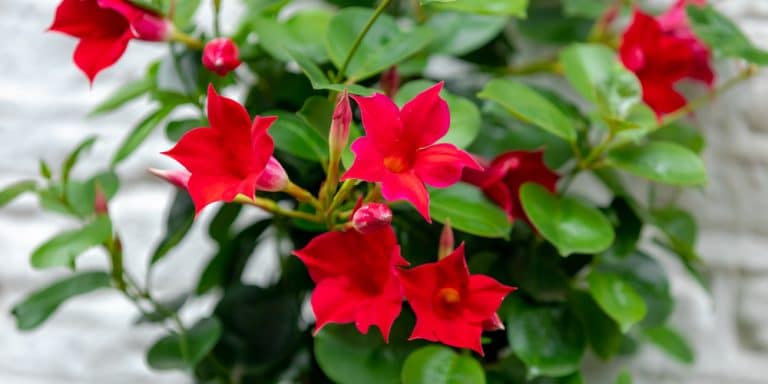 Florida Native Flowering Vines - GFL Outdoors