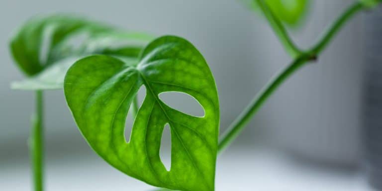 Monstera Obliqua Growth and Care Guide - GFL Outdoors