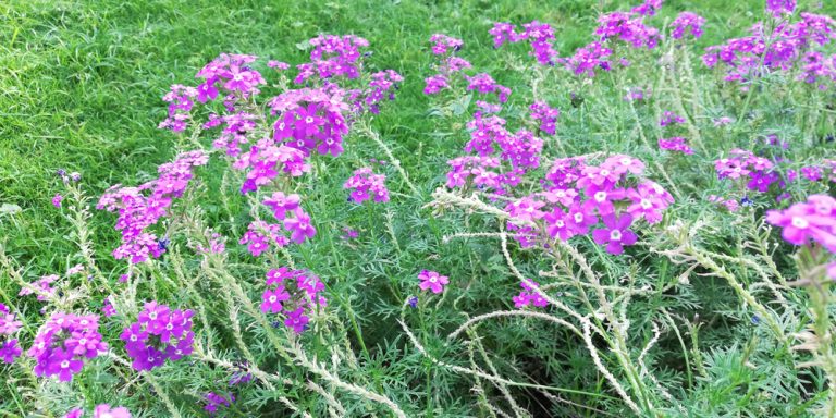 Moss Verbena Care: Everything You Need to Know - GFL Outdoors