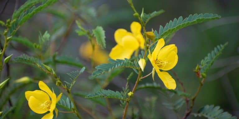 Yellow flowers in Florida: Which Flowers to Plant in FL – GFL Outdoors