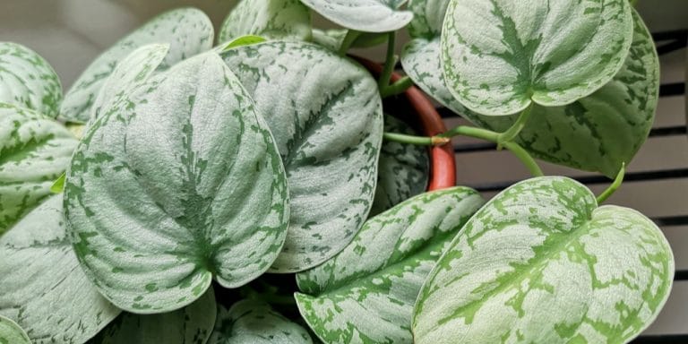 Silver Splash Pothos Growth and Care Guide - GFL Outdoors