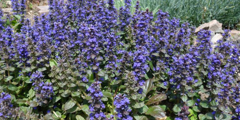 Pennsylvania Ground Cover Plants: 11 Great Plants That thrive in PA