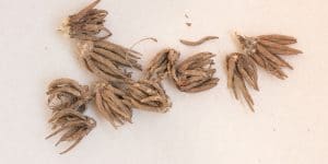 How to Grow Ranunculus from Seeds: A Step-by-Step Guide