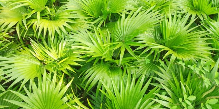 Palmetto Tree Roots: Everything You Need to Know