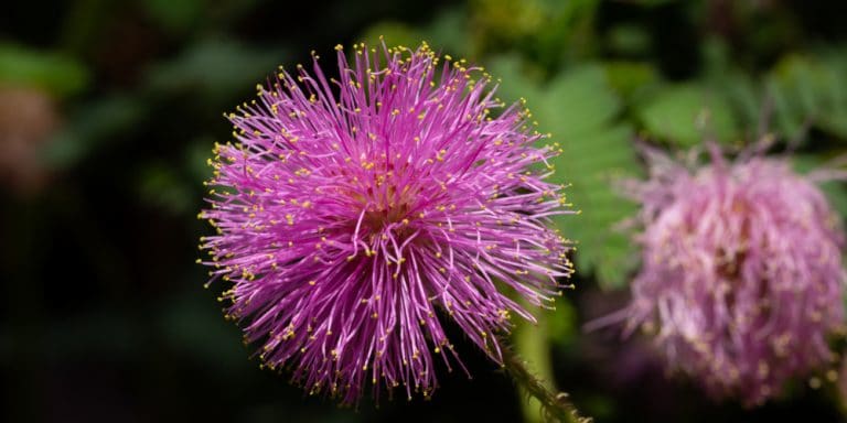 Florida Native Flowering Vines - GFL Outdoors