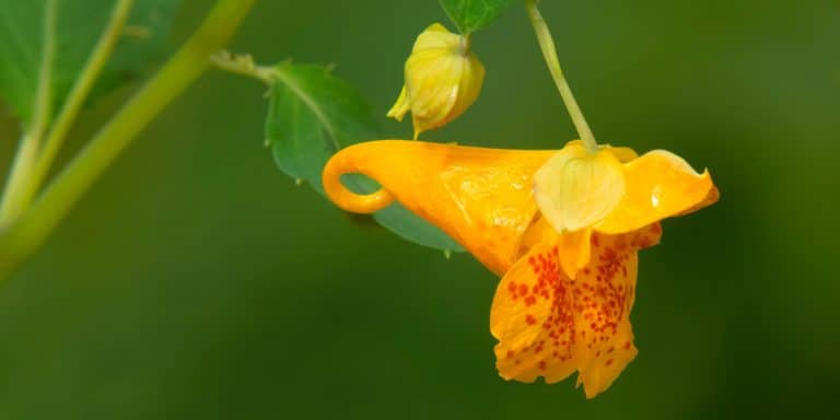 Touch Me Not Plant Growth and Care Guide - GFL Outdoors