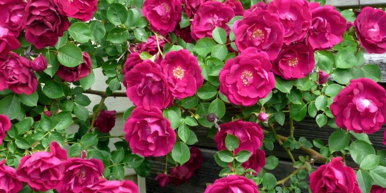 Roses for Zones 7 and 7 B: Planting Tips and Types of Roses to Grow