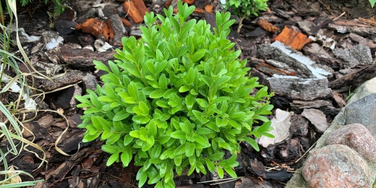 Can Boxwoods Grow In Shade? - GFL Outdoors