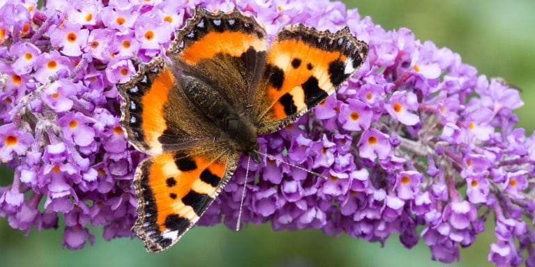 Are Butterflies Pollinators? Understanding Their Role in Ecosystems ...