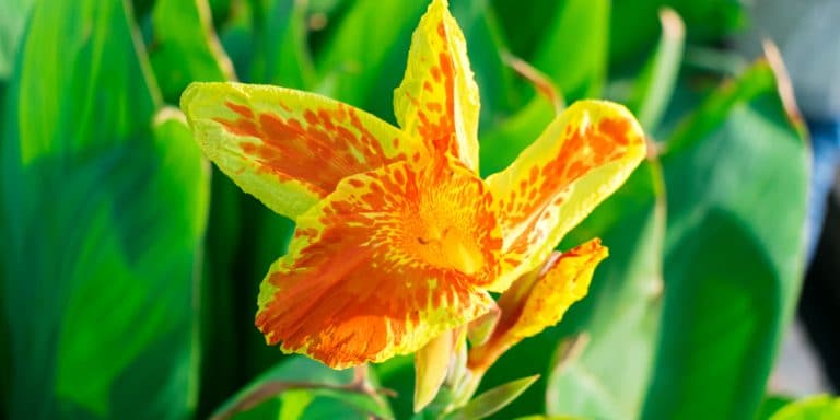 How to Start Canna Bulbs Indoors: A Guide for Beginners - GFL Outdoors