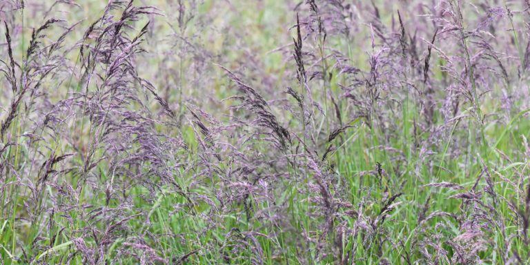 When to Plant Creeping Red Fescue [And How to Make Sure it Thrives]