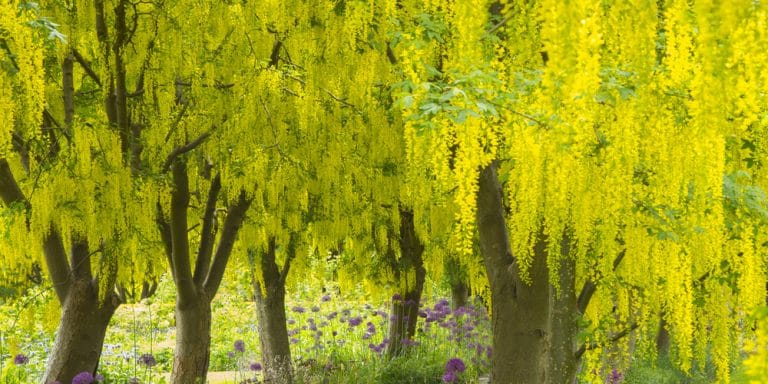 Flowering Trees Zone 7 and 7b: A list - GFL Outdoors