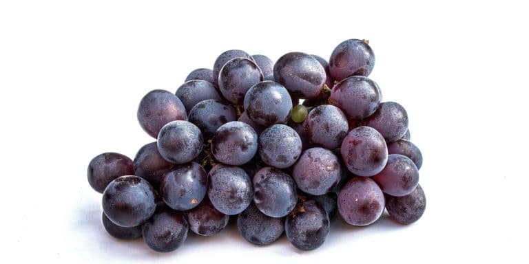 Can You Grow Grapes in Florida? [There are a Few Options] - GFL Outdoors