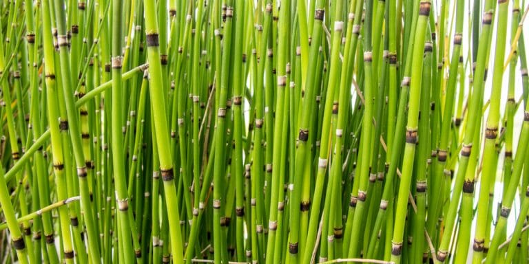 Does Horsetail Reed Grow In Shade: Absolutely! - GFL Outdoors