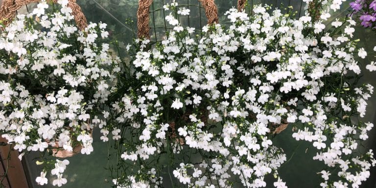 Hot Snow White Lobelia Care: Everything You Need to Know