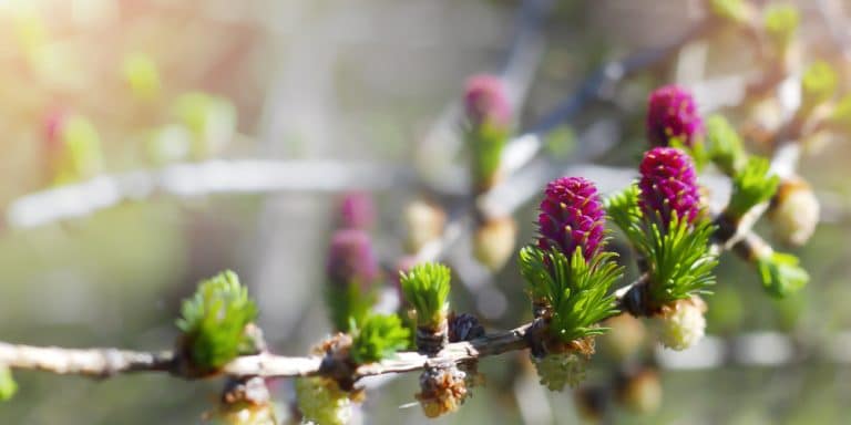 How to Grow Larch From a Seed: The Step by Step Guide - GFL Outdoors