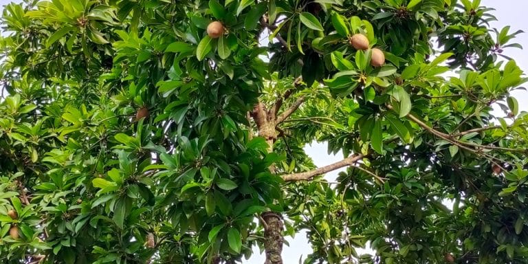 Can Mamey Grow in California? A Beginner’s Guide – GFL Outdoors