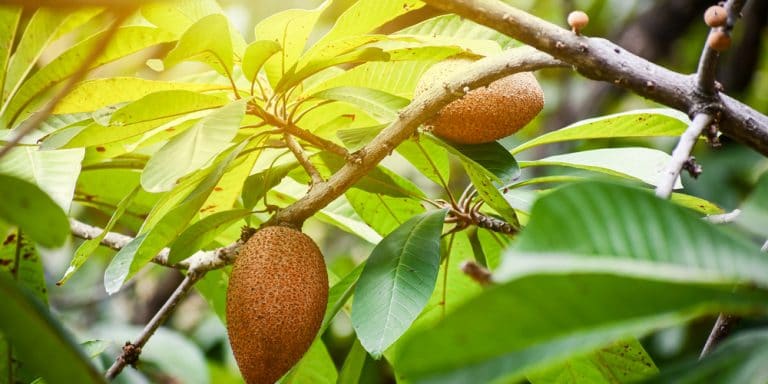 Can Mamey Grow in California? A Beginner's Guide - GFL Outdoors