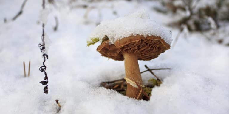 Can Mushrooms Grow In Snow – GFL Outdoors