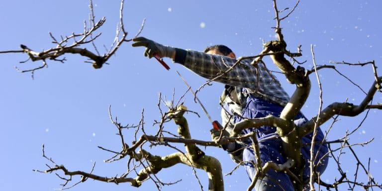 How To Top a Tree Without Killing It: Tips and Tricks