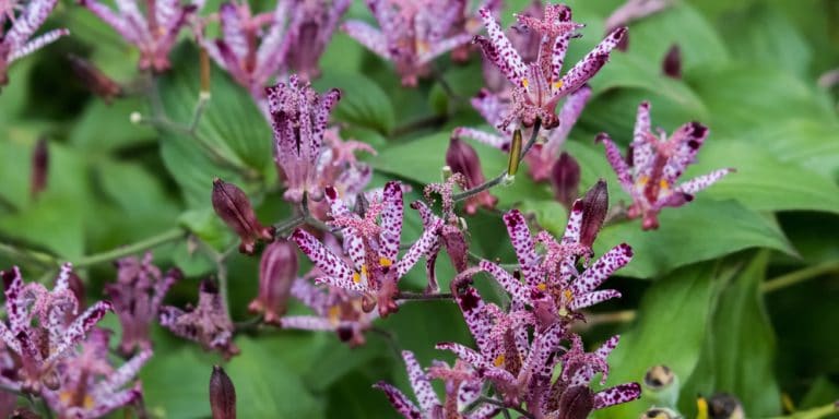Growing Toad Lilies in Zone 6 - GFL Outdoors