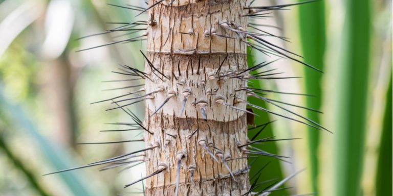 6 Types of Trees with Spikes on the Trunk - GFL Outdoors