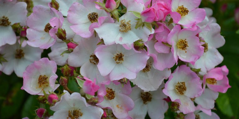 Roses for Zone 10: 10 Roses That'll Thrive - GFL Outdoors