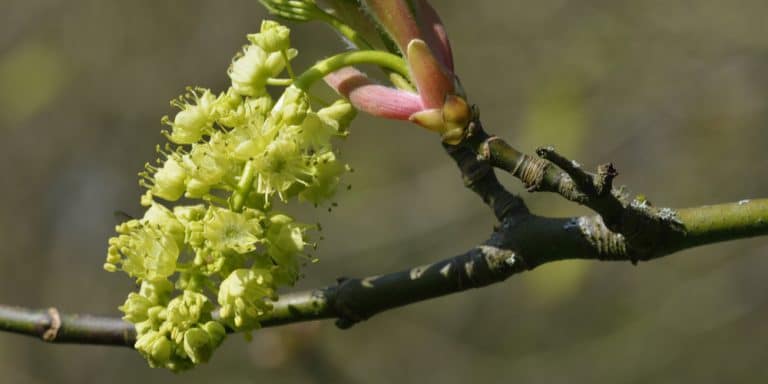 Maple Tree Flowers: A Guide to Maple Varieties - GFL Outdoors