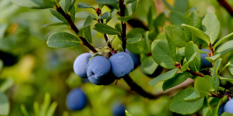 Check Out These Berries That Look Like Blueberries - GFL Outdoors
