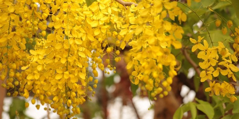 Hawaiian Flowering Trees: 12 Beautiful Varieties - GFL Outdoors