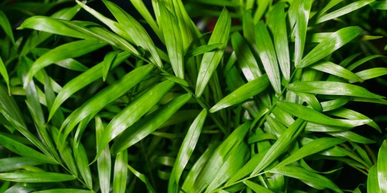 Cat Palm Care: Everything You Need to Know - GFL Outdoors