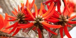 6 Types of Trees with Spikes on the Trunk – GFL Outdoors