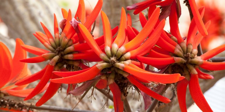 6 Types of Trees with Spikes on the Trunk - GFL Outdoors