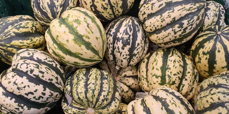 White Squash Varieties: The Essential Guide - GFL Outdoors