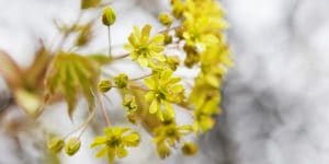 Maple Tree Flowers: A Guide to Maple Varieties - GFL Outdoors
