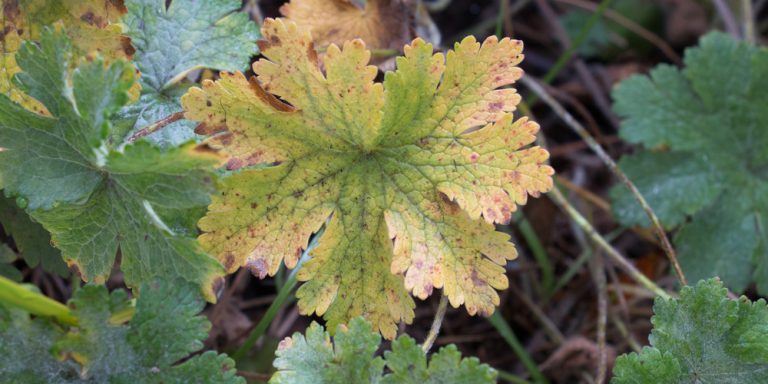 Why Are The Leaves On My Geraniums Turning Yellow? - GFL Outdoors