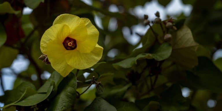 Hawaiian Flowering Trees: 12 Beautiful Varieties - GFL Outdoors